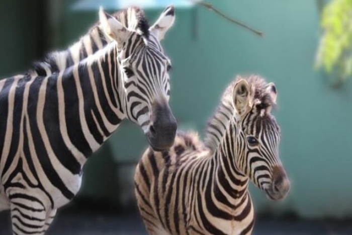 Nascimento de zebrinha é celebrado em Zoológico - TopElegance