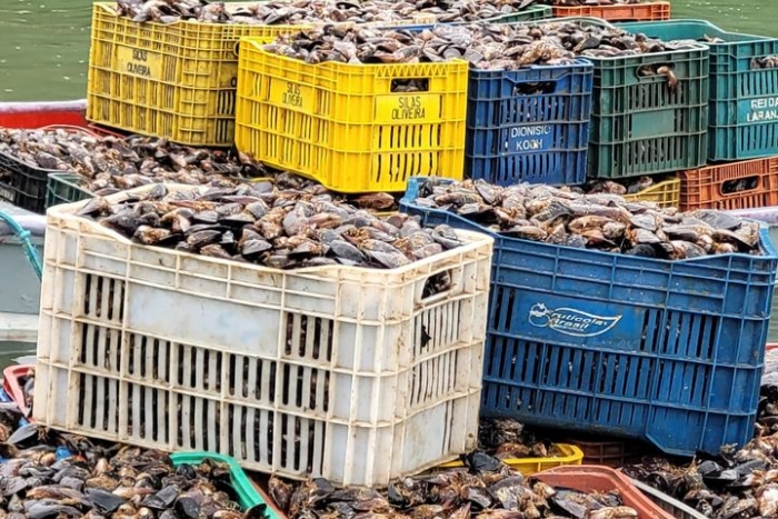 Cidade da região é uma das maiores produtoras de ostras e mariscos do ...
