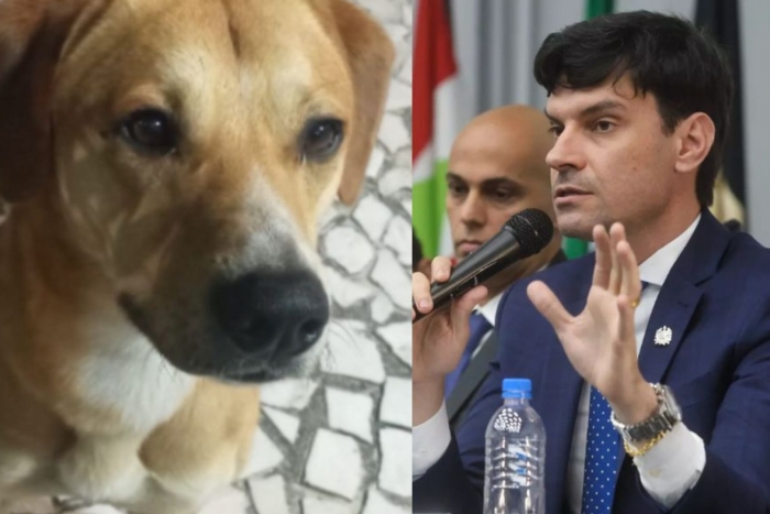 Sobrevivente da barbárie em praia, cão Caramelo é adotado pelo delegado ...